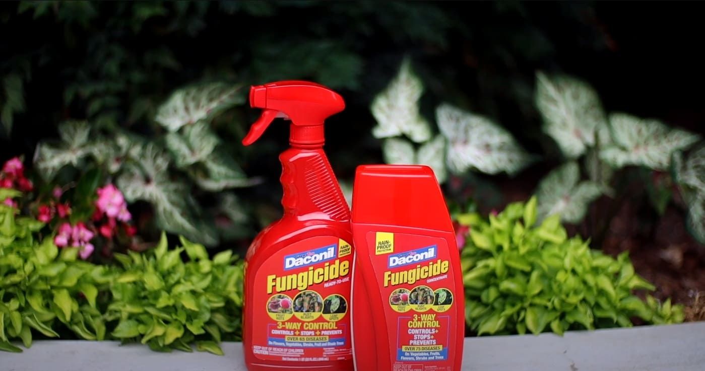 Daconil Fungicide Website - Premium Spray and Concentrate