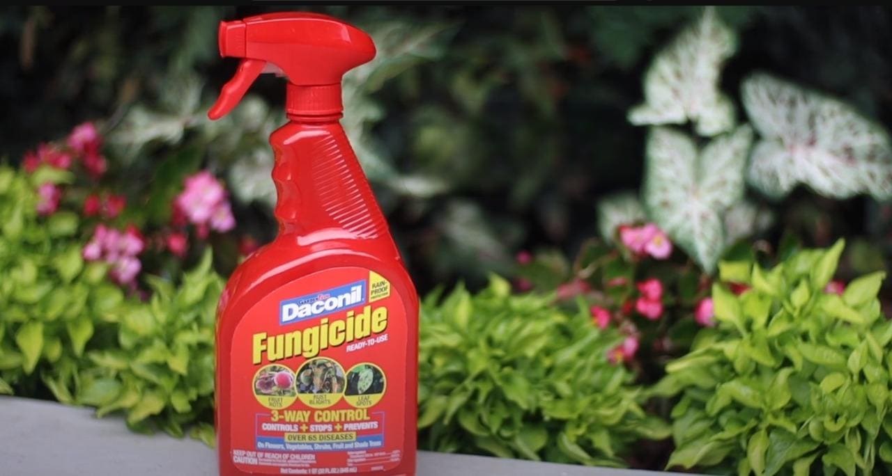 Daconil Fungicide Website - Premium Spray and Concentrate